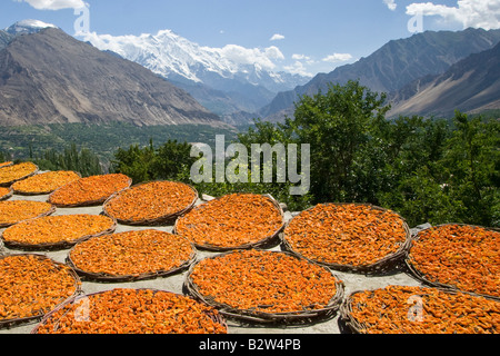 Apricots Drying in the Hunza Valley in Karimabad in Northern Pakistan ...