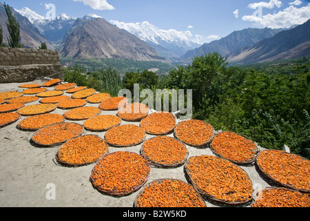 Apricots Drying in the Hunza Valley in Karimabad in Northern Pakistan ...