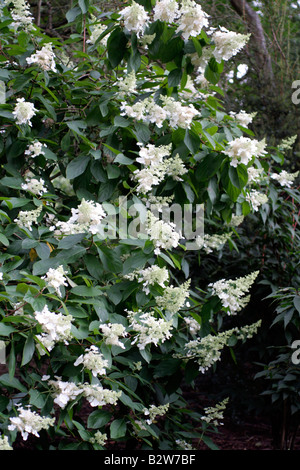 Hydrangea paniculata 'Praecox' Stock Photo - Alamy