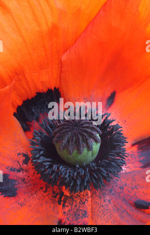 Oriental Poppy, Papaver orientale "Black & White", Papaveraceae Stock ...