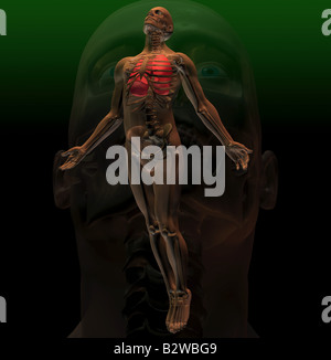 Anatomy of a man with arms up, illustration Stock Photo - Alamy