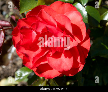 Rosa Trumpeter `Mactru` Stock Photo - Alamy