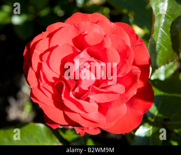 Rosa `Trumpeter Mactru` Stock Photo - Alamy