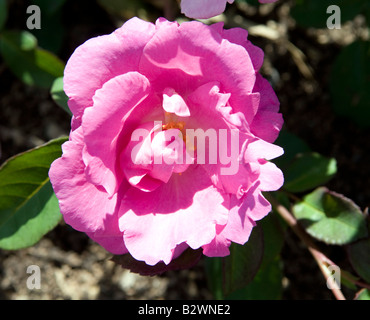 Rosa baroque Harbaroque pink Stock Photo - Alamy