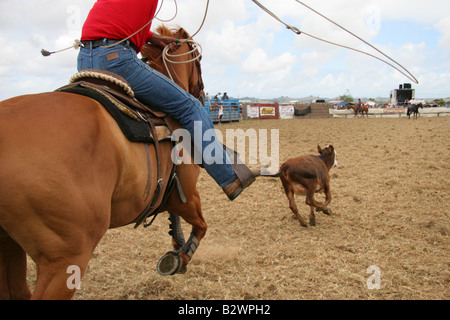 Cowboy running in team roping & branding competition; Chaffee County ...