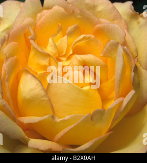 ROSA MOUNTBATTEN YELLOW ROSE Stock Photo - Alamy