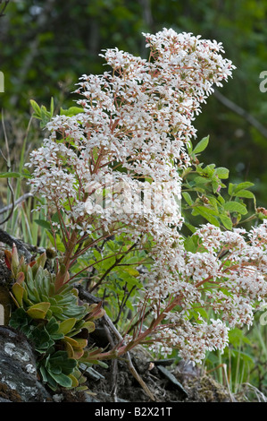 Pyramidal saxifrage, Saxifraga cotyledon in flower in the Alps Stock ...