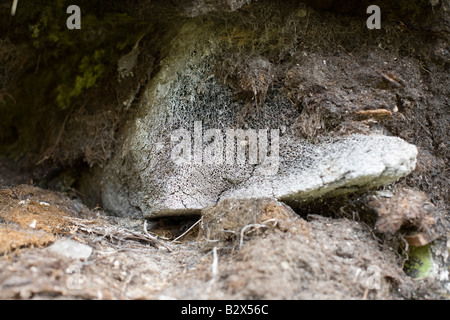 Arachaeology remains of a human midden site containing seal and whale ...