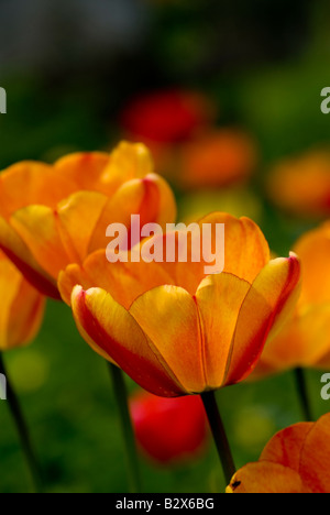 Red with orange Tulip on the background of the window close-up. Blue ...