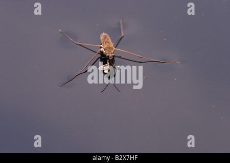 Toothed pondskater bug Gerris odontogaster Gerridae showing the dimples ...