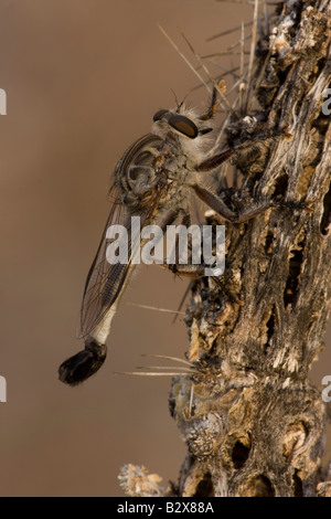 Robber fly of the Asilidae family, probably Pamponerus Germanicus ...