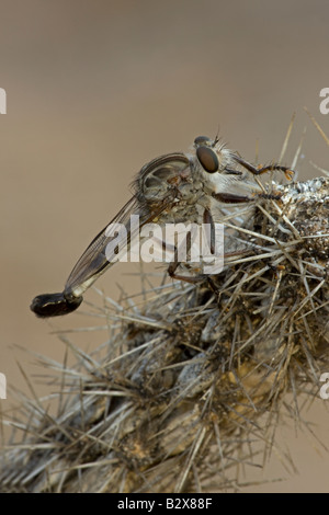Robber fly of the Asilidae family, probably Pamponerus Germanicus ...