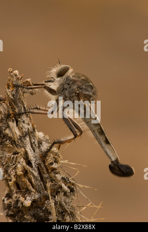 Robber fly of the Asilidae family, probably Pamponerus Germanicus ...