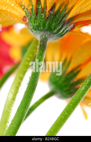 Gerbera flowers with raindrop Stock Photo - Alamy