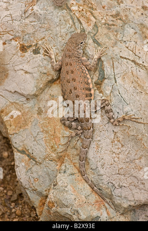 Lesser Earless Lizard (Holbrookia maculata), White Sands National ...