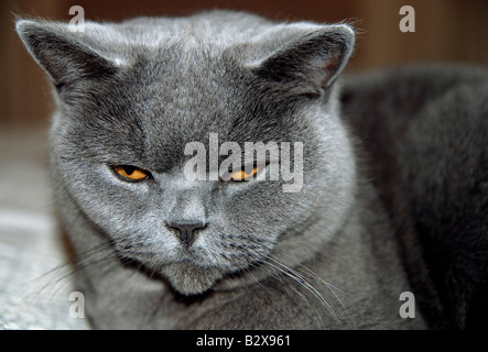 British blue cat Stock Photo - Alamy
