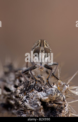 Robber fly of the Asilidae family, probably Pamponerus Germanicus ...