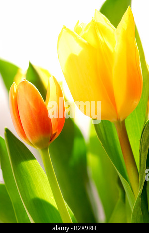 backlit tulip flowers on a sunny day with bright coloured petals in red and yellow Stock Photo ...