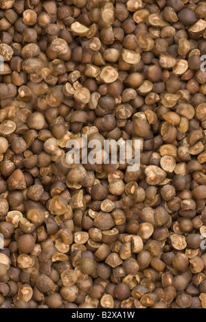 Mexican jumping bean moth larva. Coloured scanning electron micrograph ...