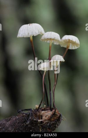 collared parachute (Marasmius rotula) Fungi Stock Photo - Alamy