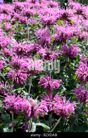 Monarda Violet Queen Stock Photo - Alamy