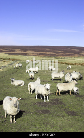 Ram in Peak District National Park, England Stock Photo - Alamy