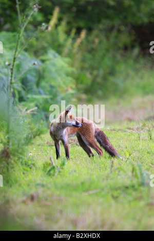 A handsome young red fox Stock Photo - Alamy