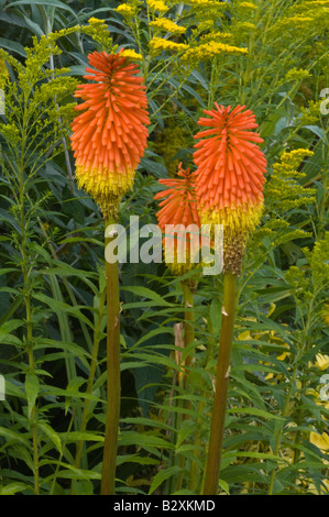 Red-hot pokers (Kniphofia sp.), Bale Mountains National Park, Ethiopia ...