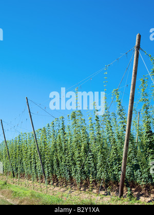 Hop plant, hop plant 06 Stock Photo - Alamy