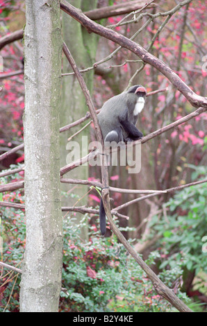 The guenons are the genus Cercopithecus of Old World monkeys Stock ...