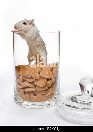 Mice in a jar Stock Photo - Alamy