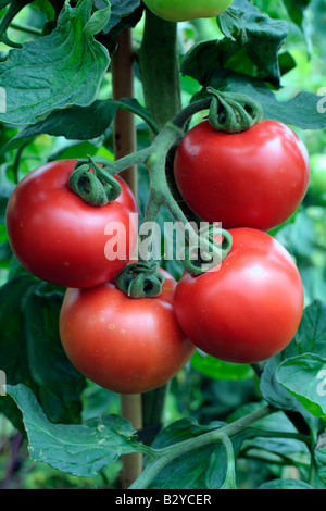 TOMATO FERLINE F1 VARIETY WITH SOME BLIGHT RESISTANCE Stock Photo - Alamy
