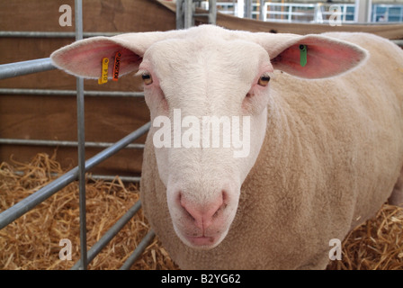 Berrichon du cher sheep Stock Photo - Alamy