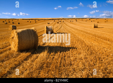 Hay rolls near Kinsale, County Cork, Ireland Stock Photo - Alamy