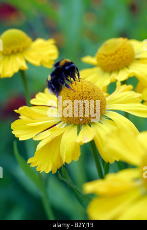 HELENIUM BUTTERPAT AGM Stock Photo - Alamy