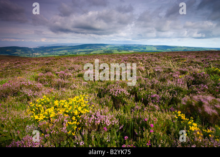 Heather in bloom on Dunkery Hill Exmoor National Park Somerset England ...