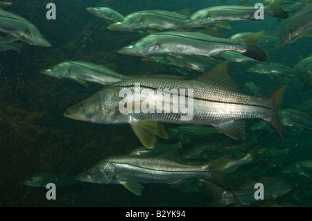 Common snook Centropomus undecimalis Homosassa Springs Wildlife State ...