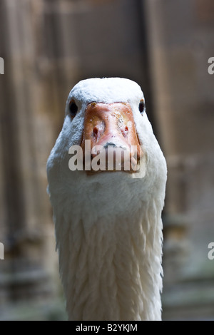 goose face portrait looking at camera Stock Photo - Alamy