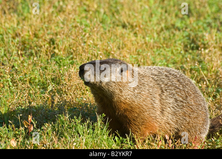 Woodchuck Groundhog Eastern Marmot, Marmota monax Stock Photo - Alamy