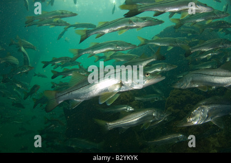 Common snook Centropomus undecimalis Homosassa Springs Wildlife State ...