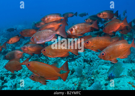 School of big-eyes or glass-eye snapper, Heteropriacanthus cruentatus ...