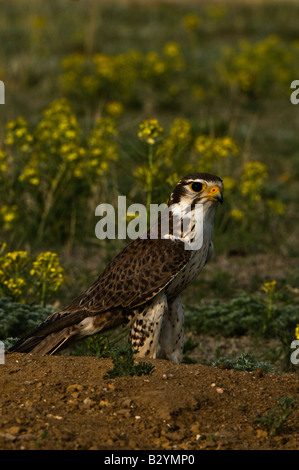Prairie Falcon (Falco mexicanus) Aves Stock Photo - Alamy