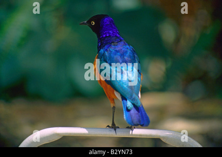 The Splendid Glossy-starling (Lamprotornis splendidus) is a species of ...