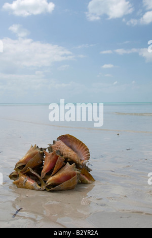 a Cuban seascape seashells Stock Photo - Alamy