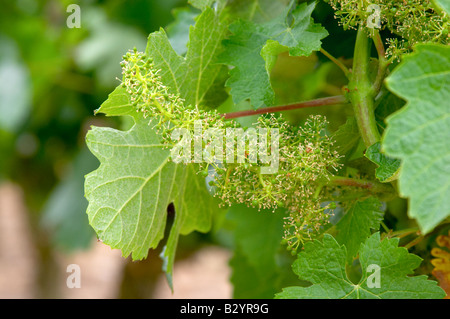 Flowering grape vine Stock Photo - Alamy