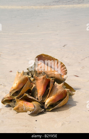 a Cuban seascape seashells Stock Photo - Alamy