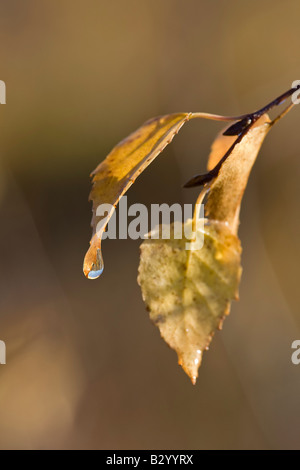 Close-up of birch leaves with dew drops early morning light Stock Photo ...
