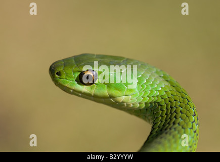 Green Water Snake (Philothamnus hoplogaster Stock Photo - Alamy