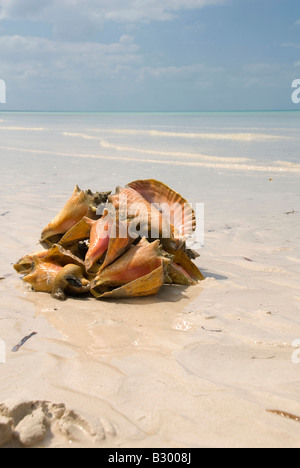 a Cuban seascape seashells Stock Photo - Alamy