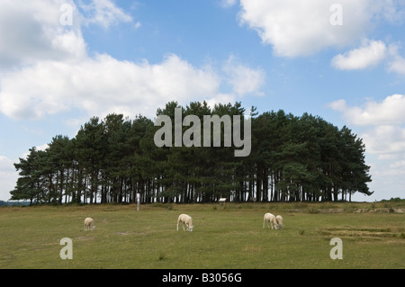 the famous friends clump of trees in ashdown forest east sussex Stock ...